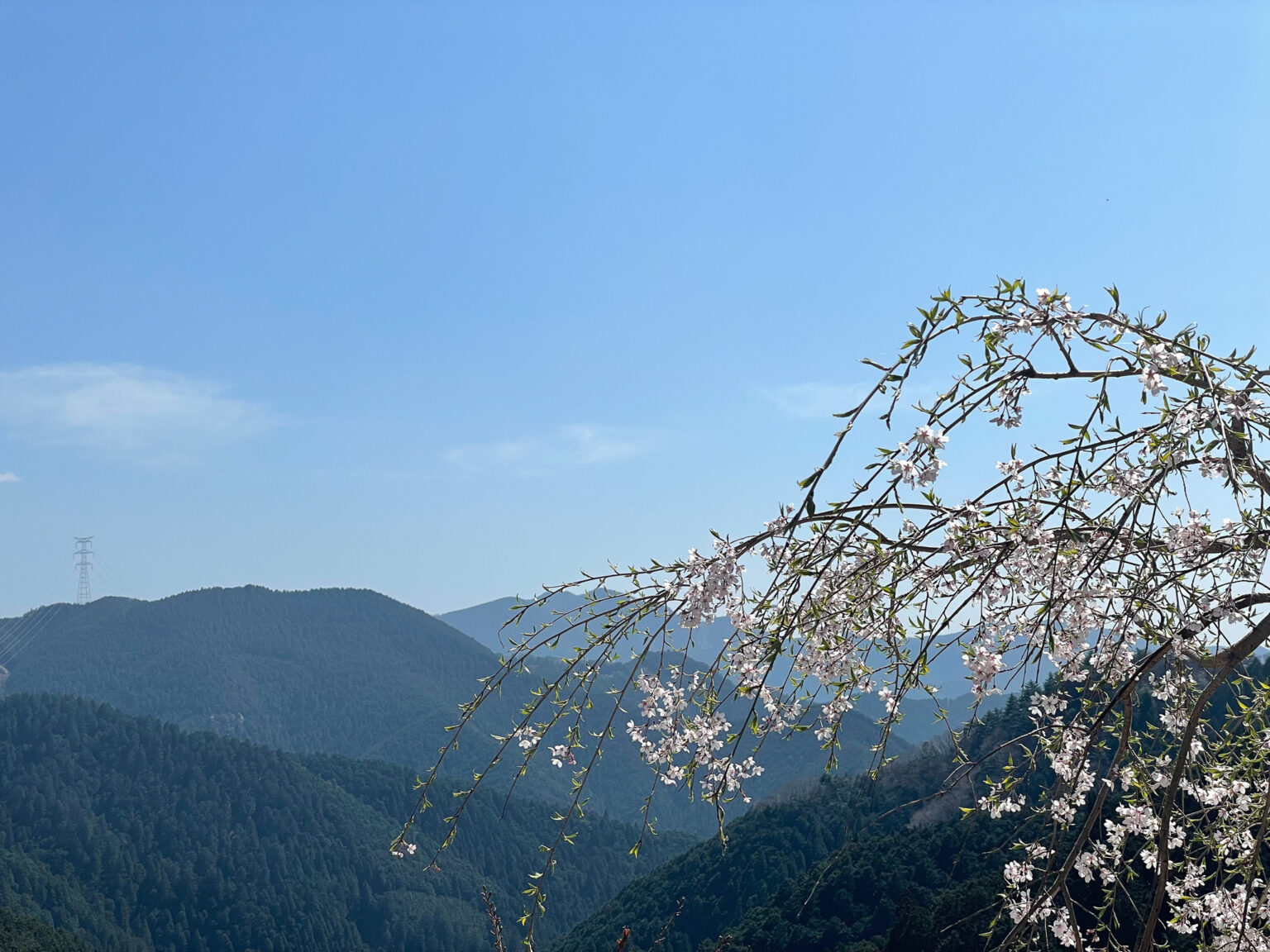 Hiking Nara's Mount Yoshino for the Best Cherry Blossoms in Japan ...