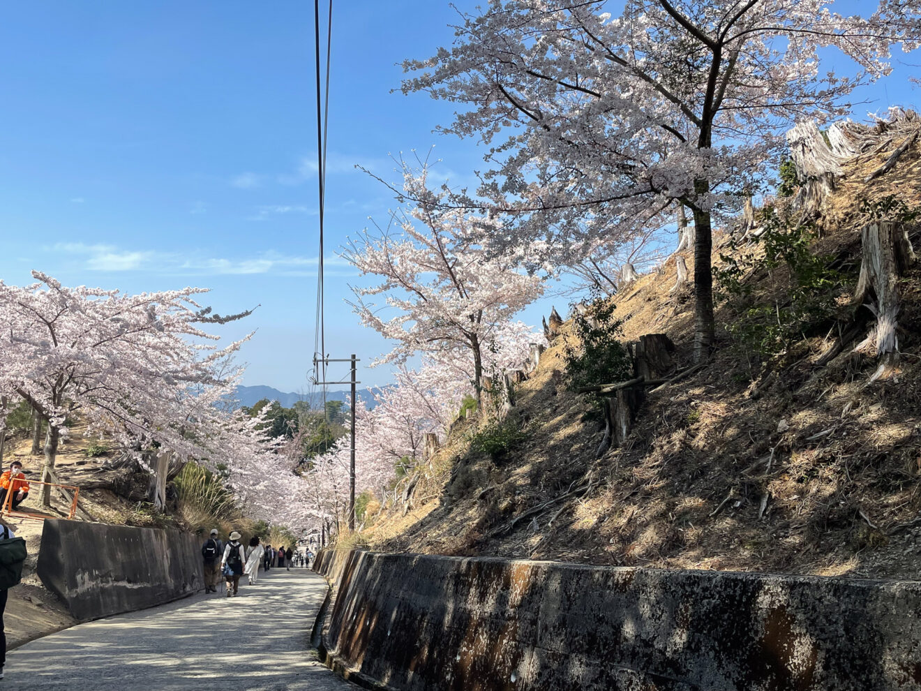 Hiking Nara's Mount Yoshino for the Best Cherry Blossoms in Japan ...