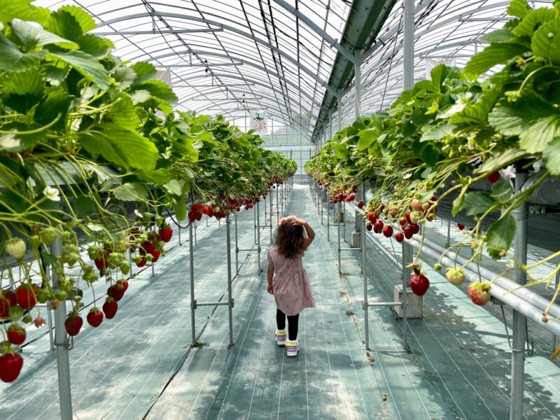 Strawberry Picking in Japan (Tokyo, Kyoto, Osaka) + Kid-Friendly